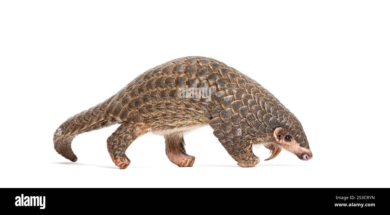 ten months old pangopup, Chinese pangolins, Manis pentadactyla ...