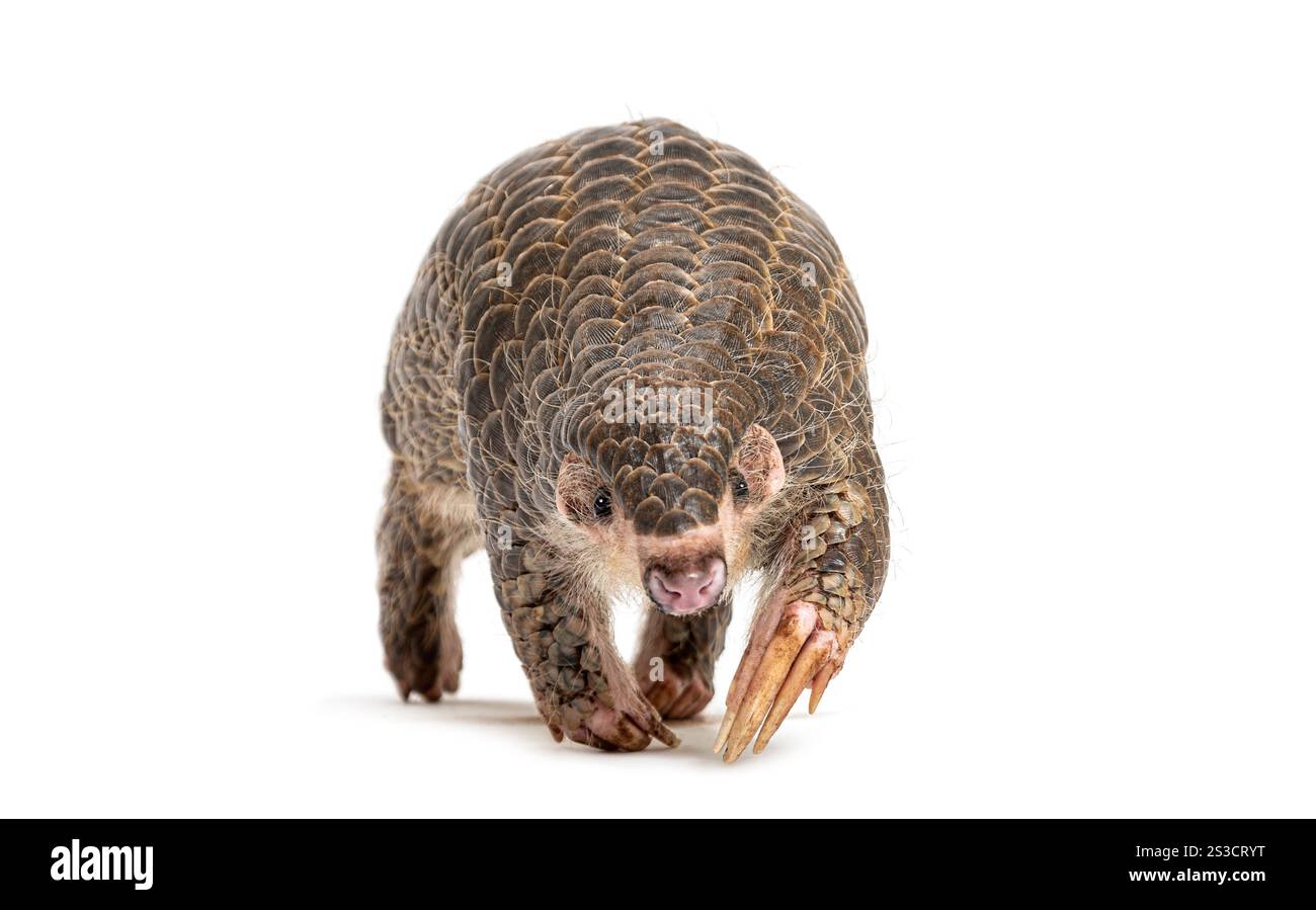 ten months old pangopup, Chinese pangolins, Manis pentadactyla ...