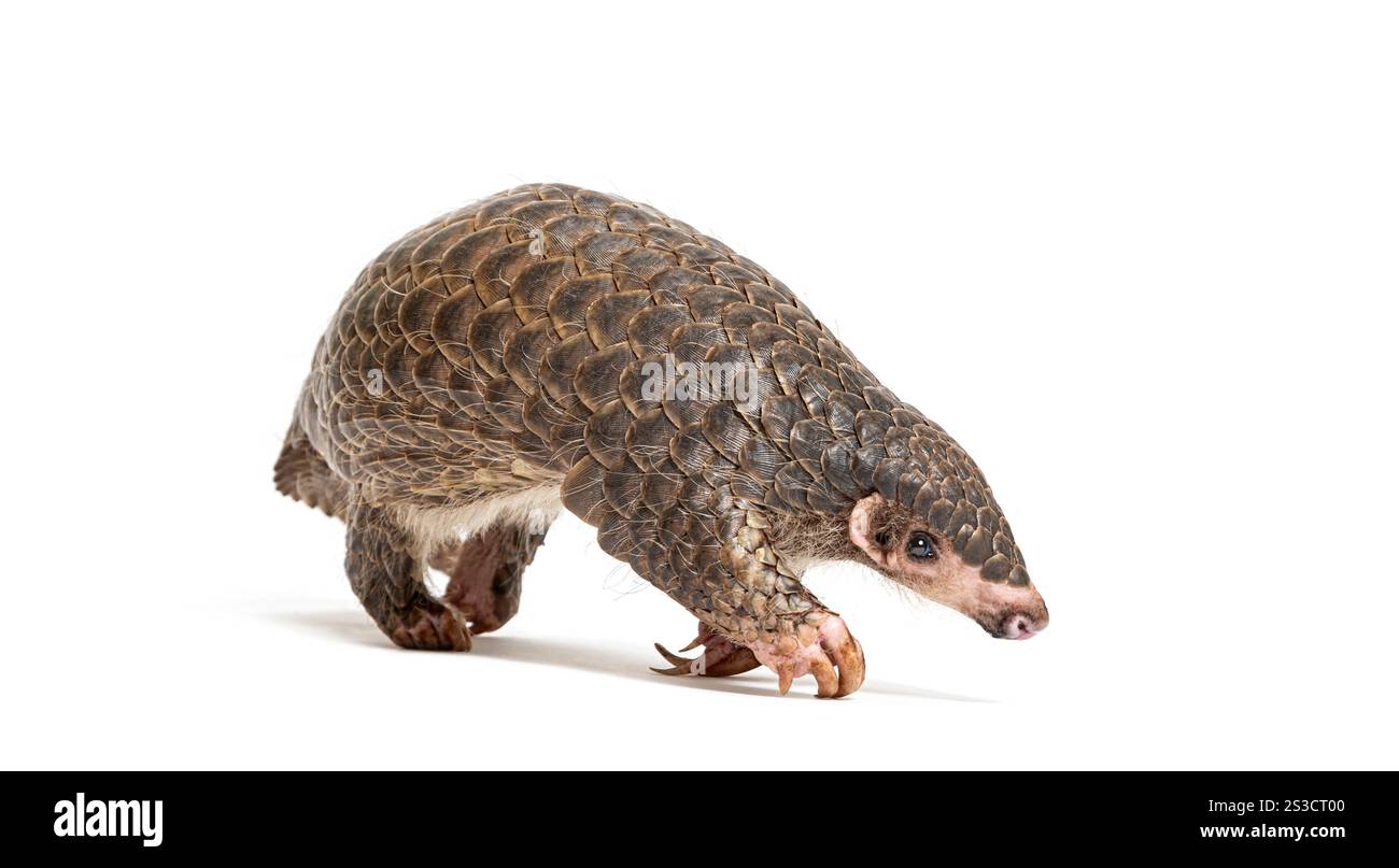 ten months old pangopup, Chinese pangolins, Manis pentadactyla ...