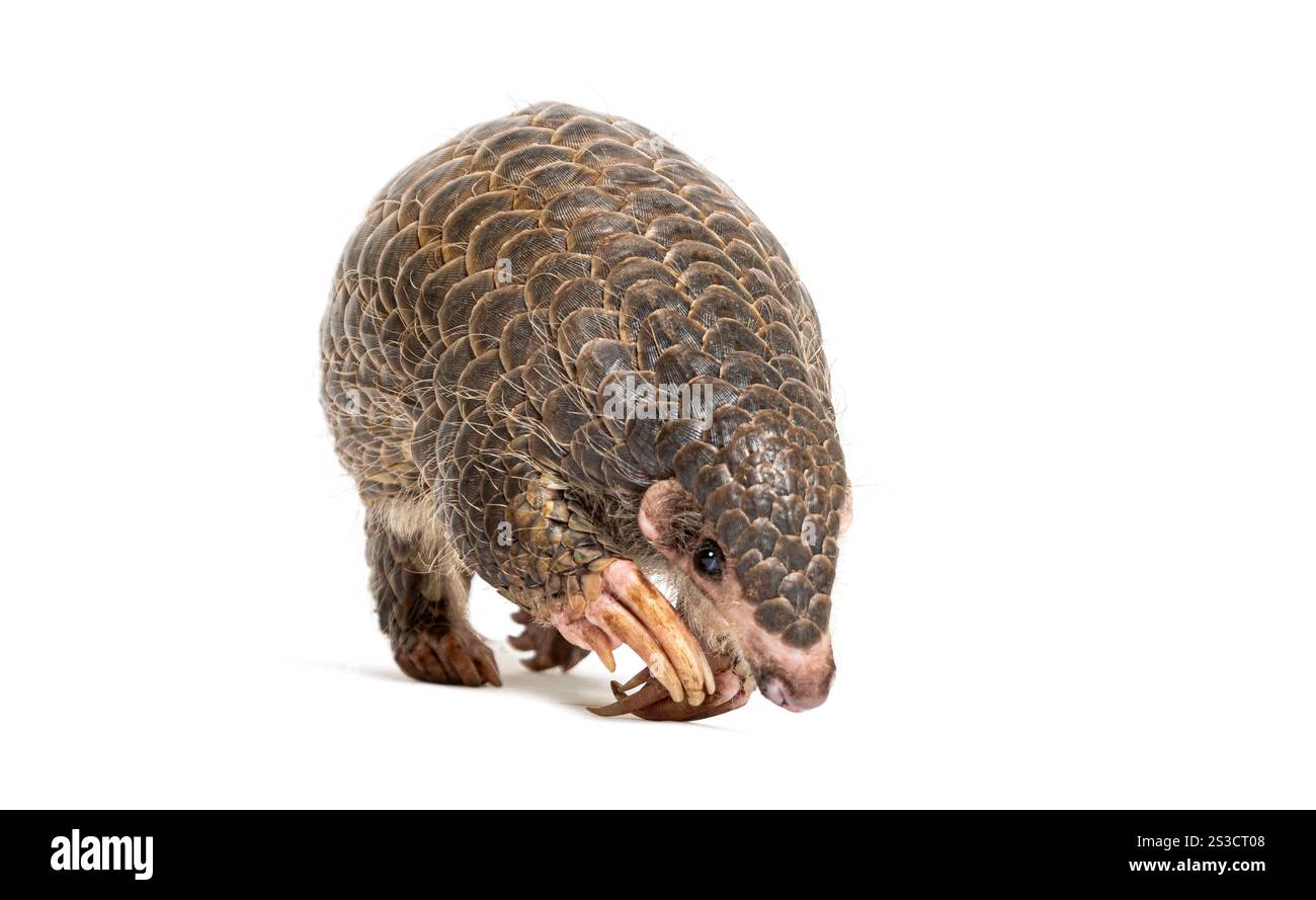 ten months old pangopup, Chinese pangolins, Manis pentadactyla ...