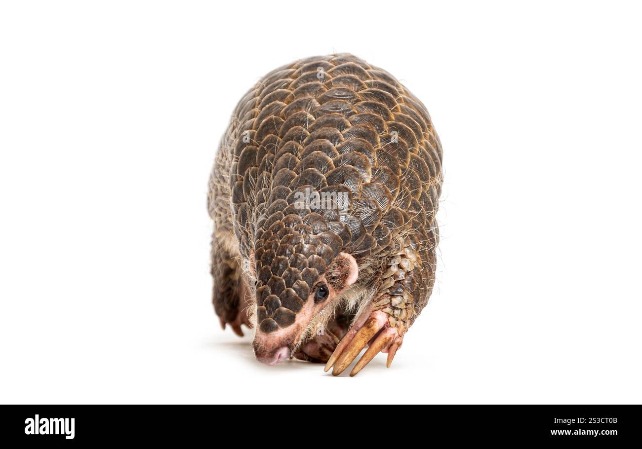 ten months old pangopup, Chinese pangolins, Manis pentadactyla ...