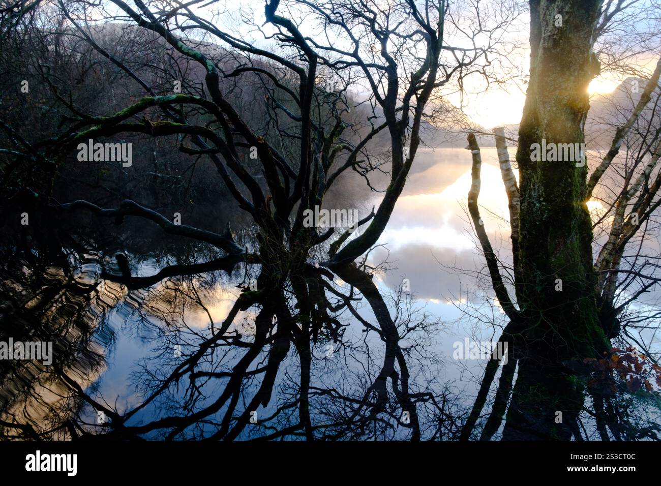 The lone tree in Padarn Lake, Llanberis, Gwynedd, North Wales, Great ...