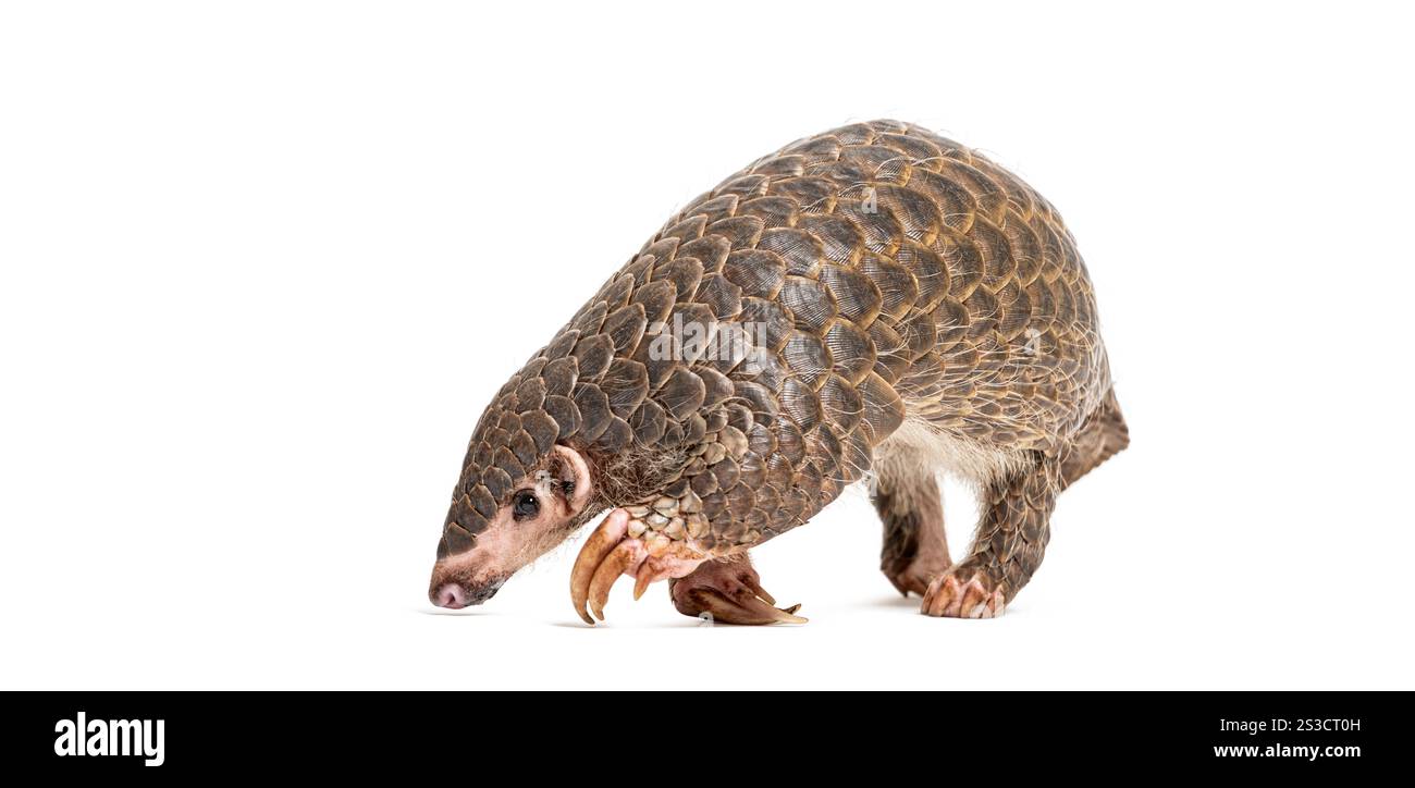 ten months old pangopup, Chinese pangolins, Manis pentadactyla ...