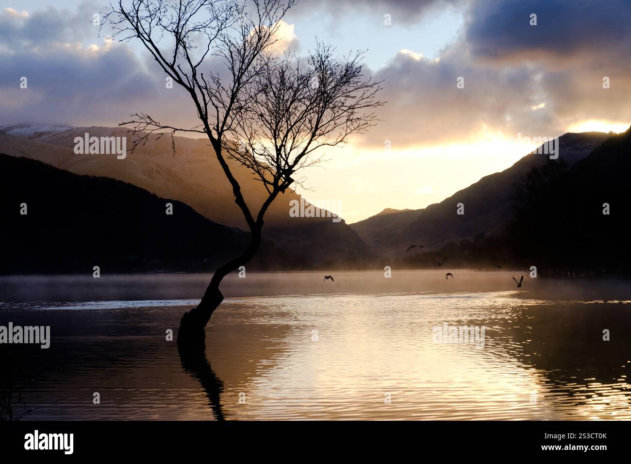 The lone tree in Padarn Lake, Llanberis, Gwynedd, North Wales, Great ...