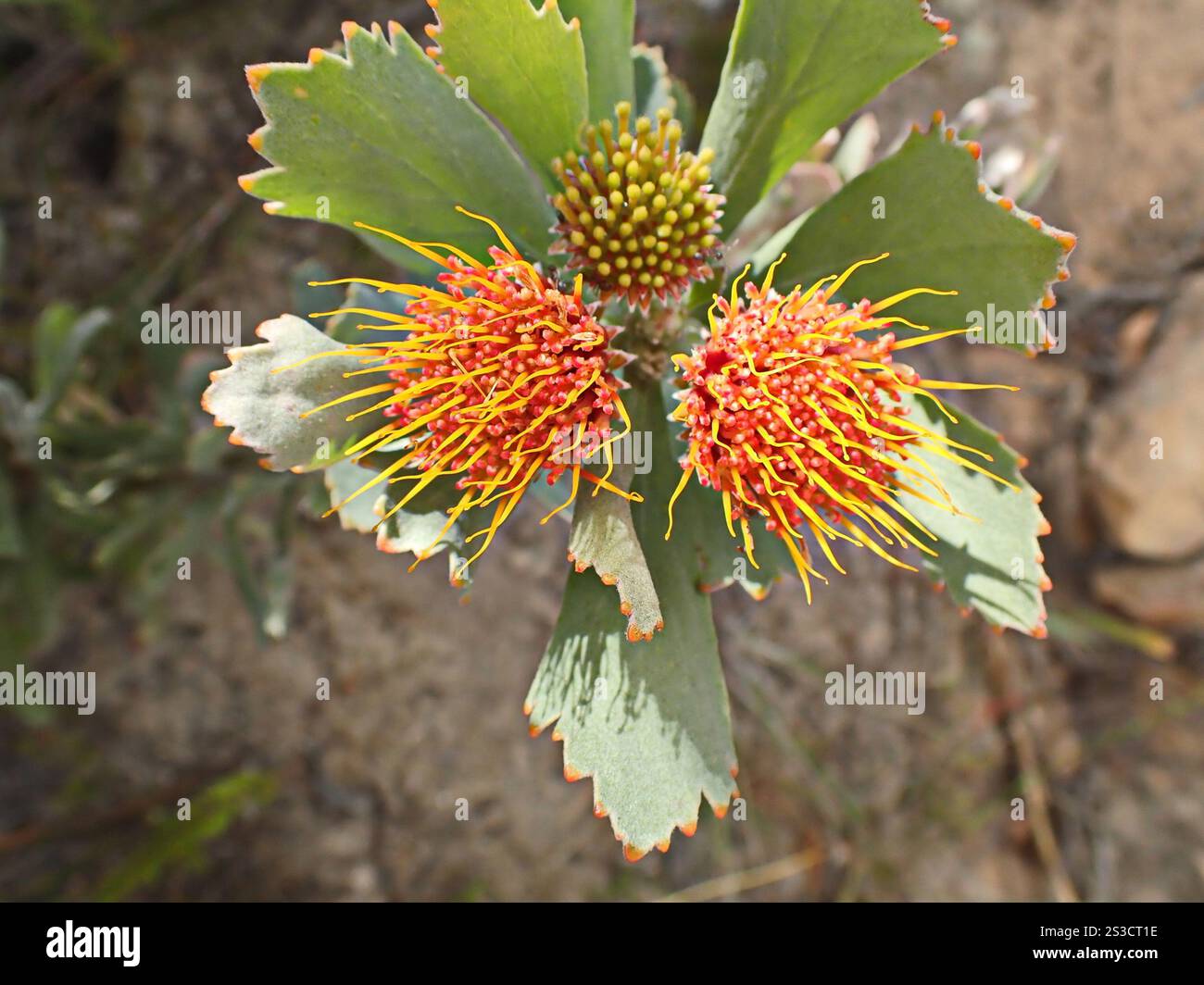 Langeberg Pincushion (Leucospermum mundii Stock Photo - Alamy