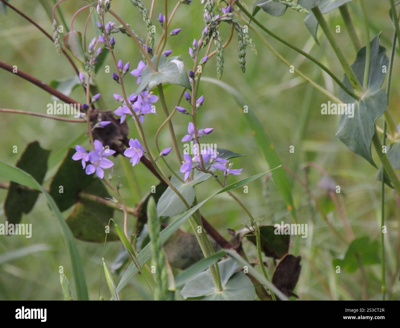 Digger's Speedwell (Veronica perfoliata Stock Photo - Alamy