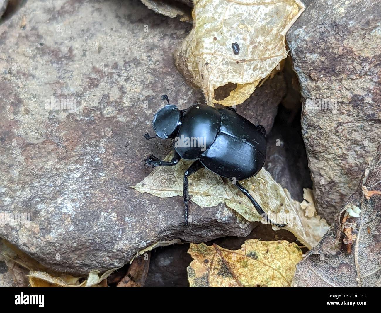 Dung Rollers (Canthon Stock Photo - Alamy
