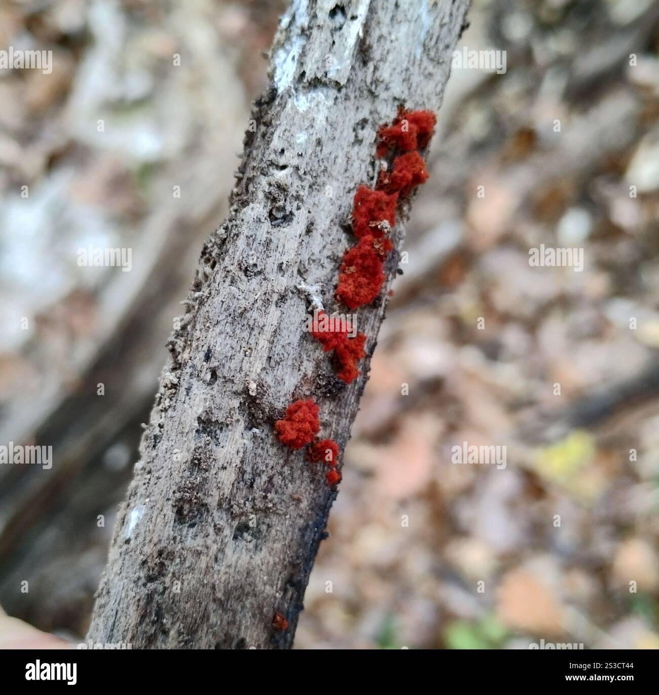 Wasp's Nest Slime Mold (Metatrichia vesparia Stock Photo - Alamy