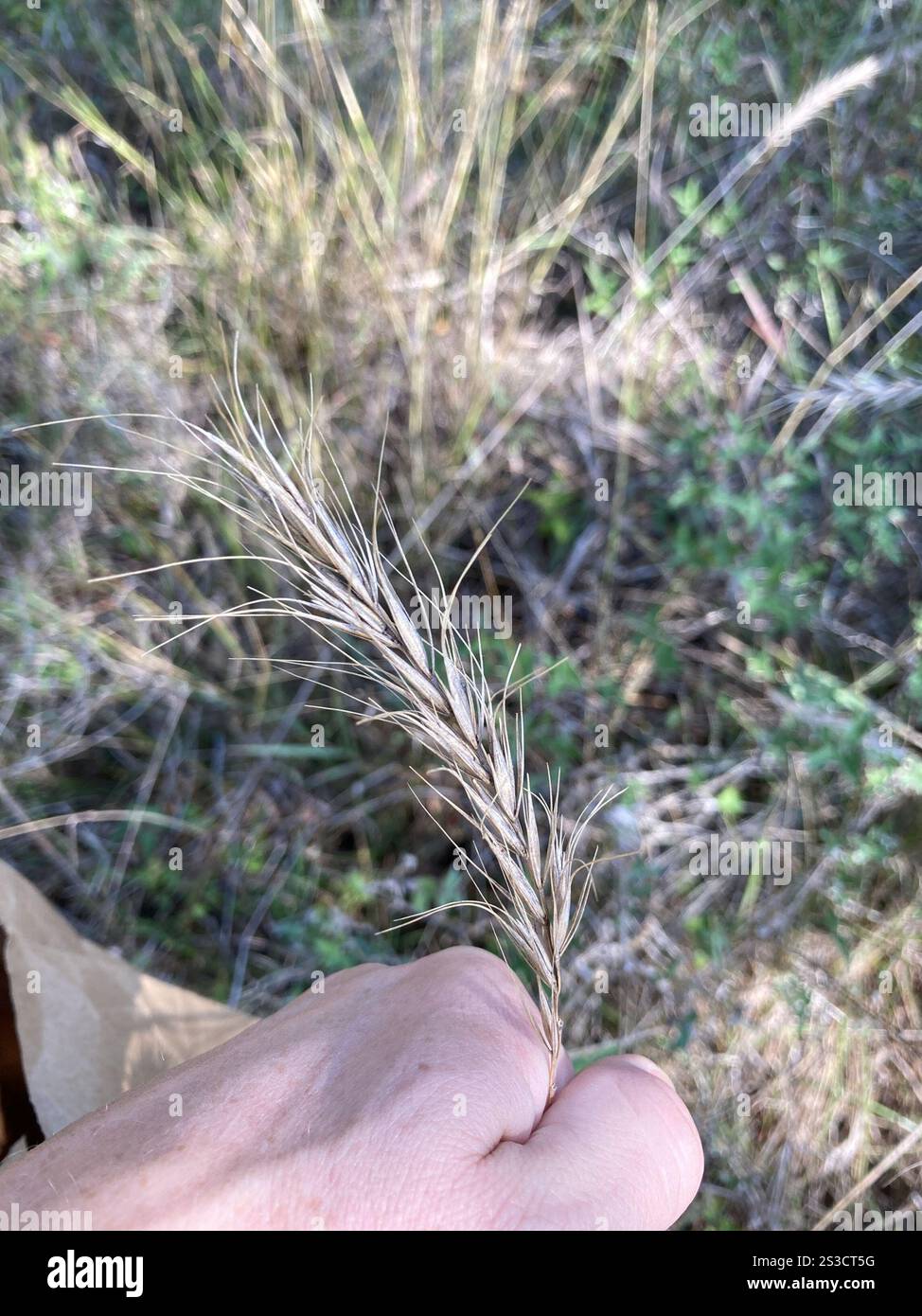 Canada wild rye (Elymus canadensis Stock Photo - Alamy