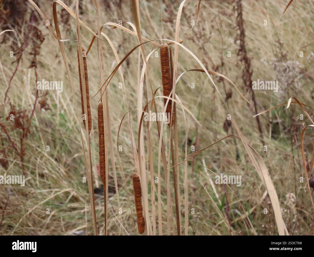 narrow-leaved cattail (Typha angustifolia Stock Photo - Alamy