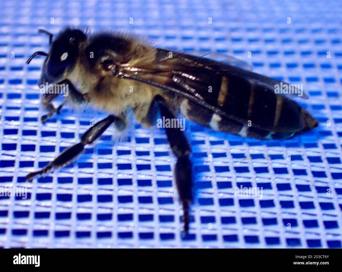 Sulawesi Giant Honey Bee (Apis dorsata binghami Stock Photo - Alamy