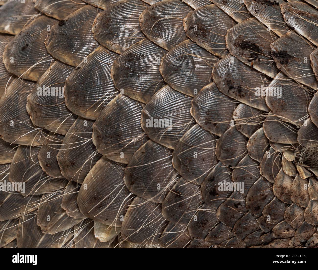 ten months old pangopup, Chinese pangolins, Manis pentadactyla ...