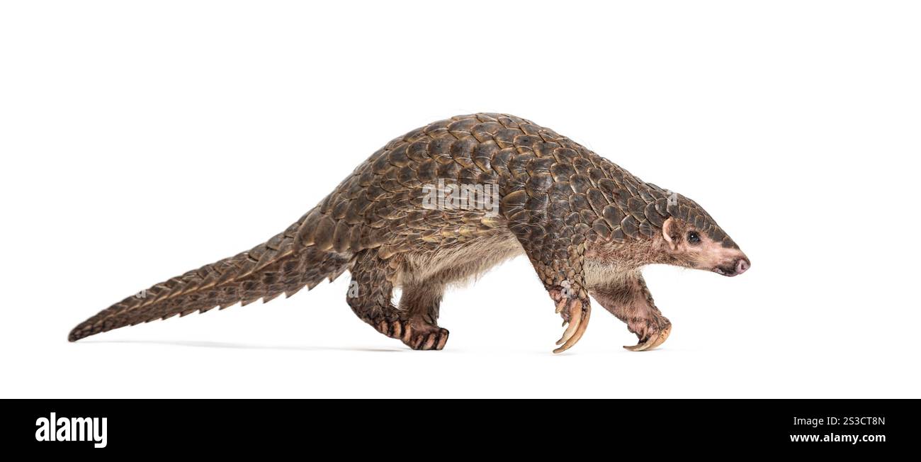 ten months old pangopup, Chinese pangolins, Manis pentadactyla ...