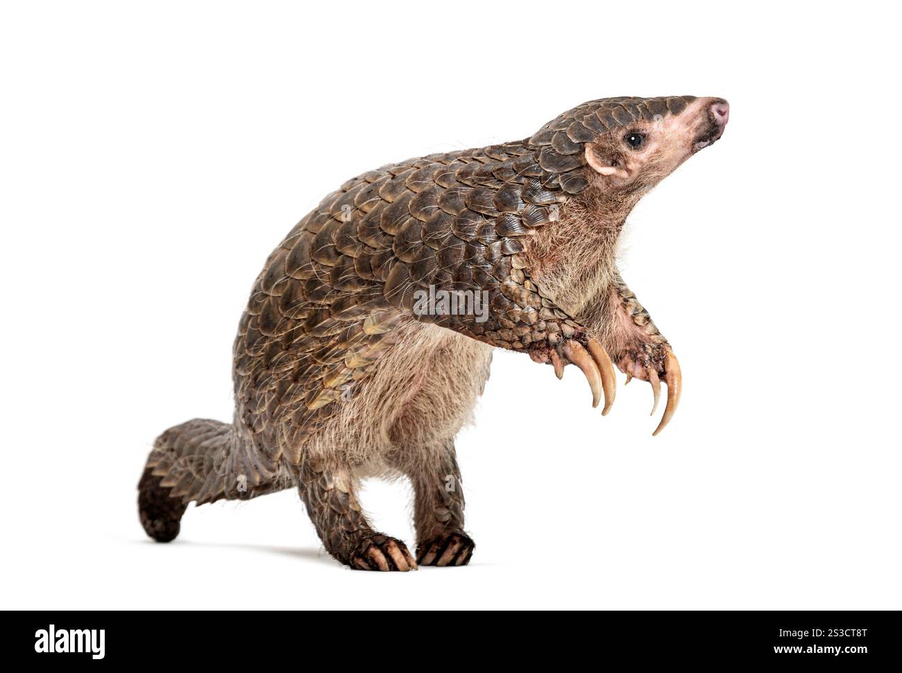 ten months old pangopup, Chinese pangolins, Manis pentadactyla ...