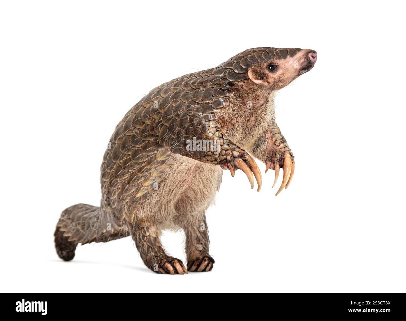 ten months old pangopup, Chinese pangolins, Manis pentadactyla ...