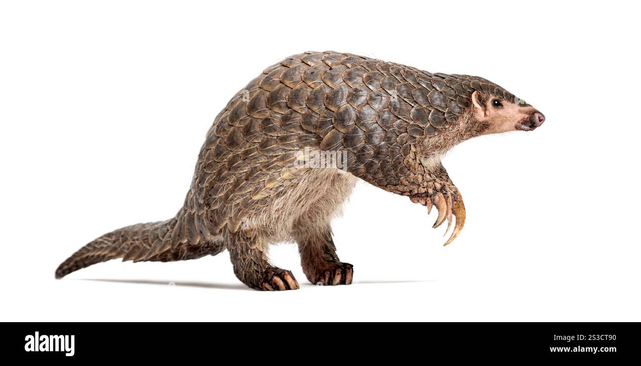 ten months old pangopup, Chinese pangolins, Manis pentadactyla ...