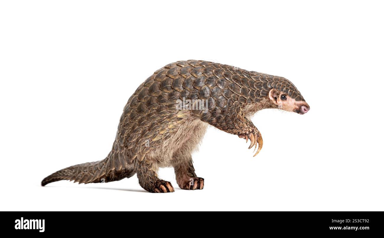 ten months old pangopup, Chinese pangolins, Manis pentadactyla ...