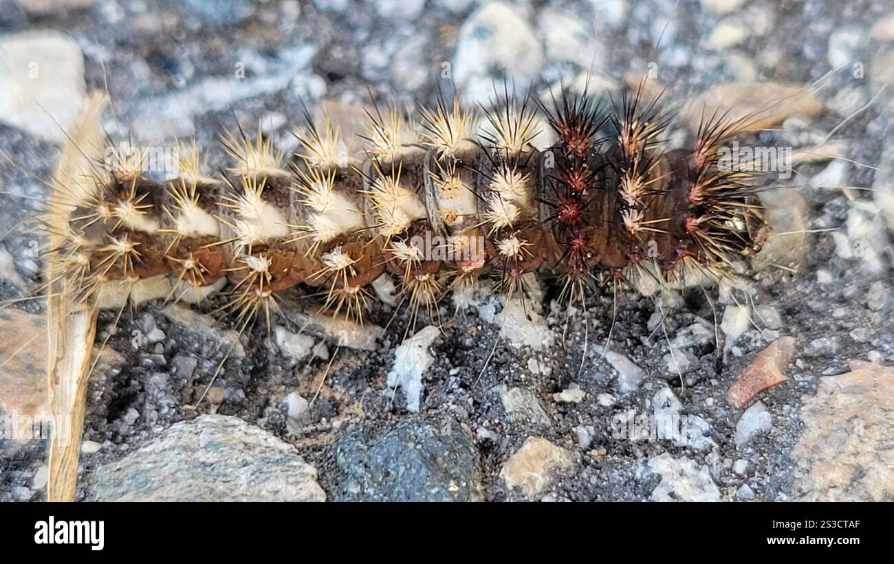 Long-winged Dagger (Acronicta longa Stock Photo - Alamy