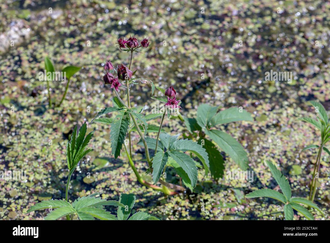 marsh cinquefoil (Comarum palustre Stock Photo - Alamy