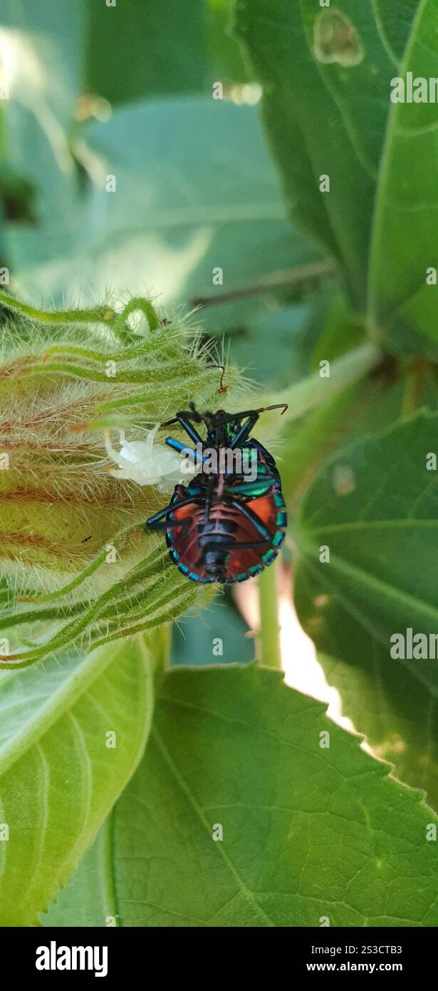 Spectacular Crab Spider (Thomisus spectabilis Stock Photo - Alamy