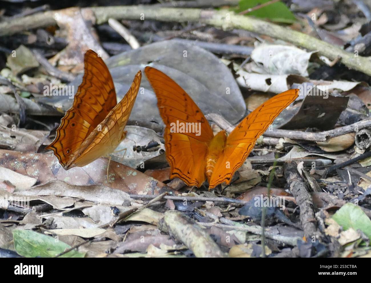 (Vindula dejone celebensis Stock Photo - Alamy