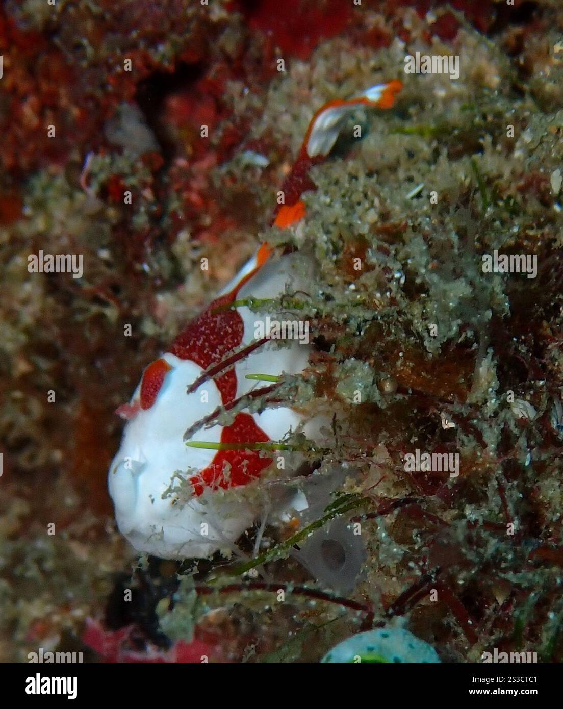 Warty Anglerfish (Antennarius maculatus Stock Photo - Alamy
