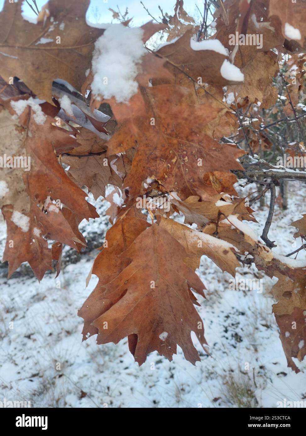 northern red oak (Quercus rubra Stock Photo - Alamy