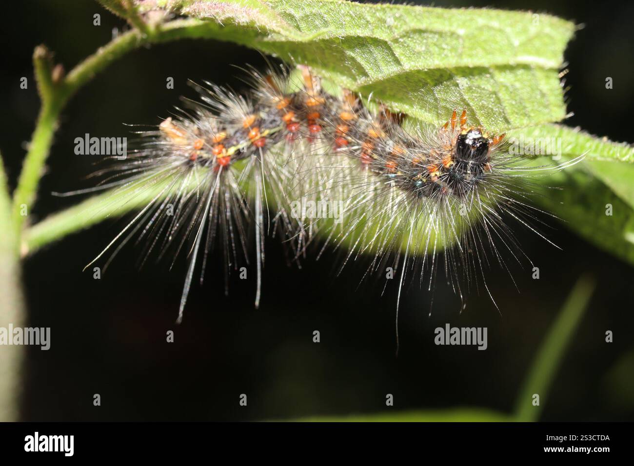 Underwing, Tiger, Tussock, and Allied Moths (Erebidae Stock Photo - Alamy