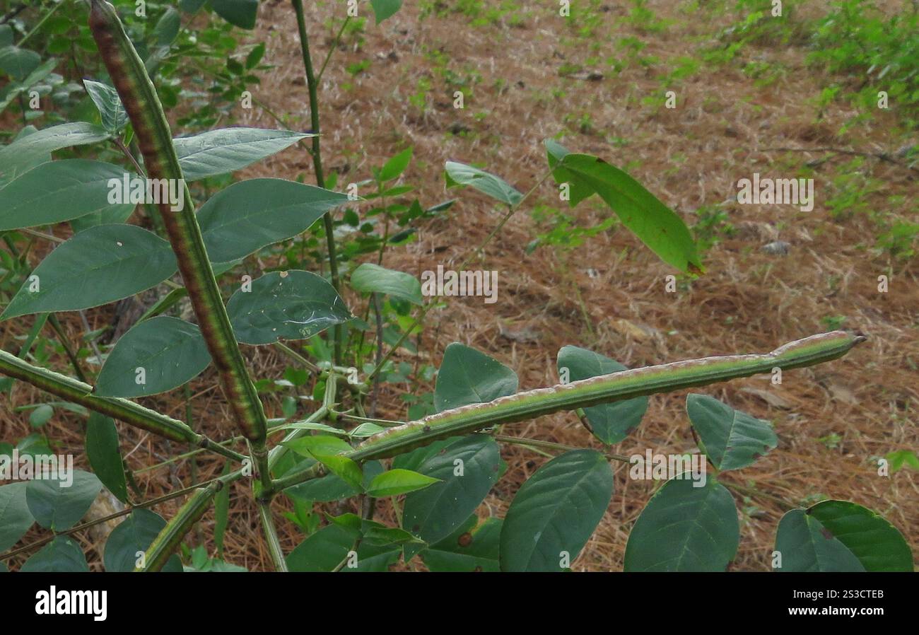 Coffee Senna (Senna occidentalis Stock Photo - Alamy