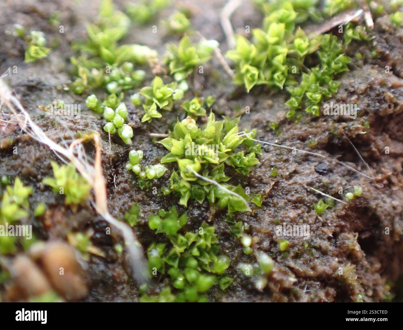 (Tortula muralis obtusifolia Stock Photo - Alamy