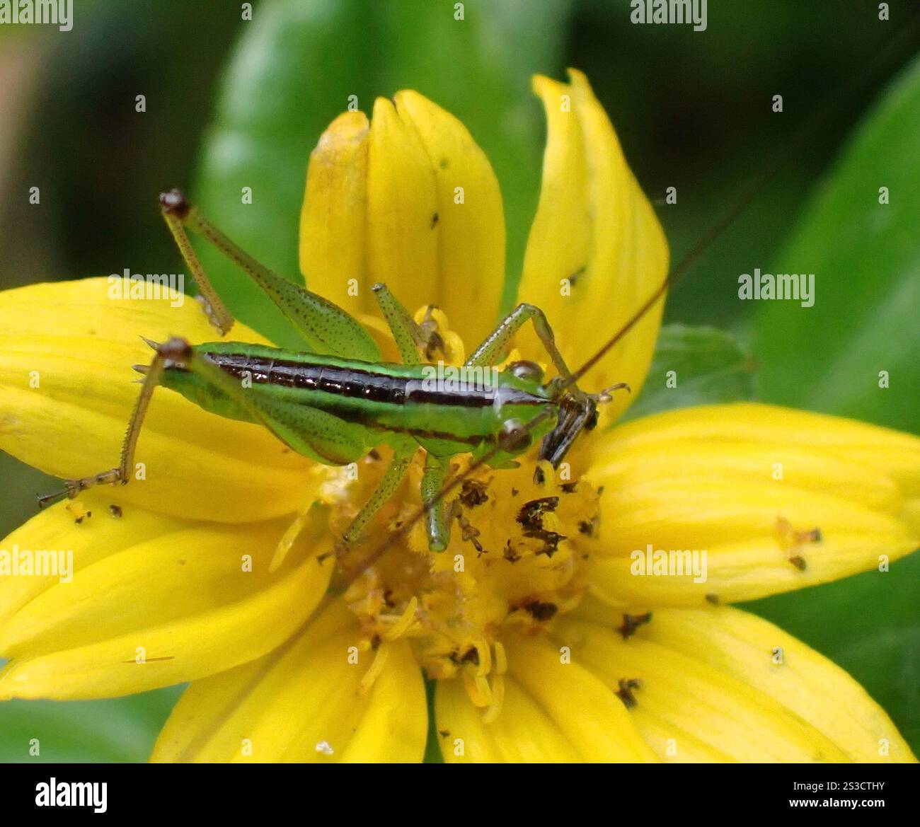 Lesser Meadow Katydids (Conocephalus Stock Photo - Alamy