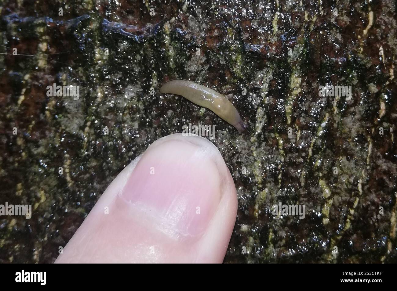 Lemon Slug (Malacolimax tenellus Stock Photo - Alamy