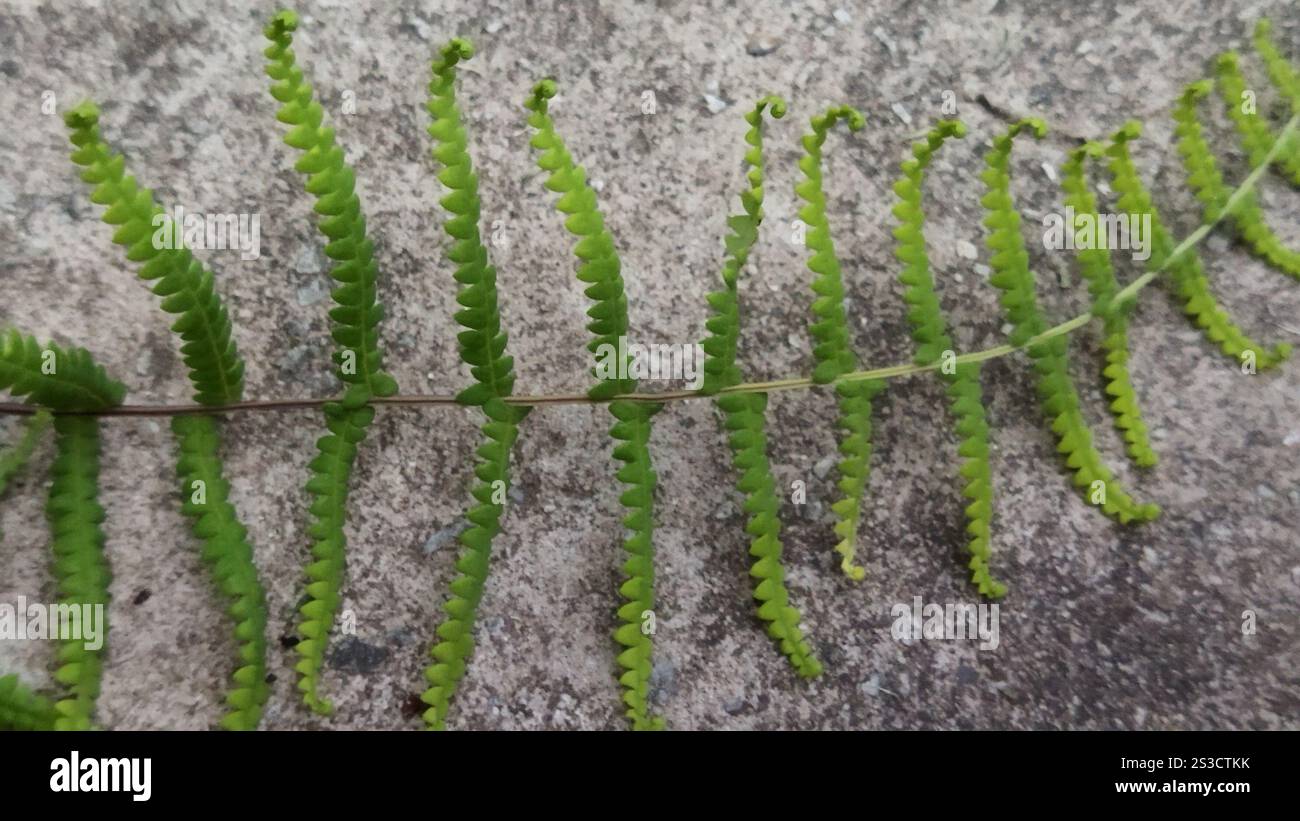 Coral Fern (Gleichenia polypodioides Stock Photo - Alamy