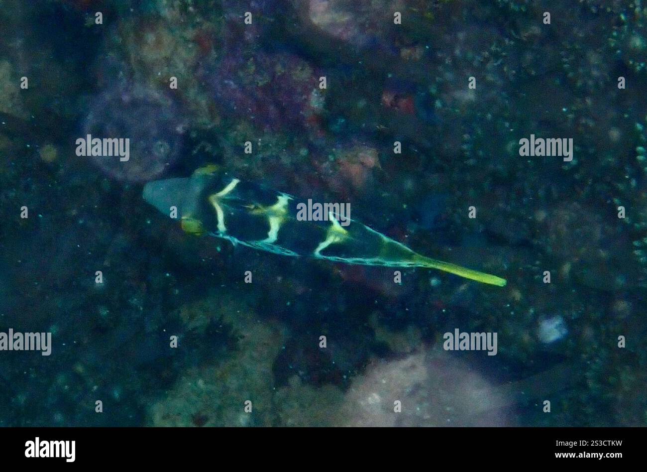 Mimic Filefish (Paraluteres prionurus Stock Photo - Alamy