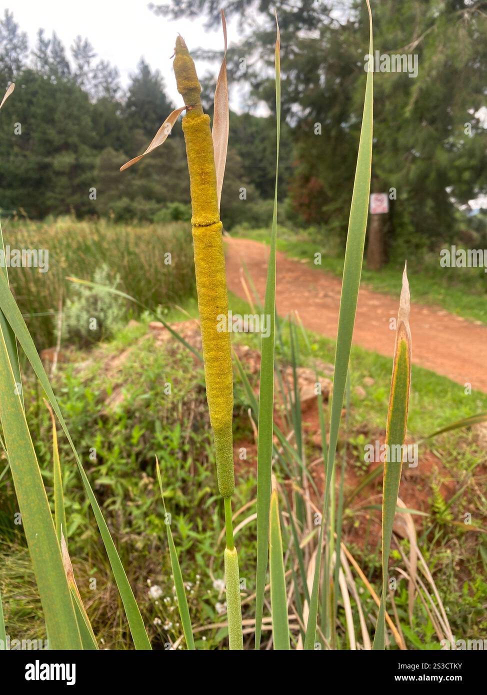Cape Bulrush (Typha capensis Stock Photo - Alamy