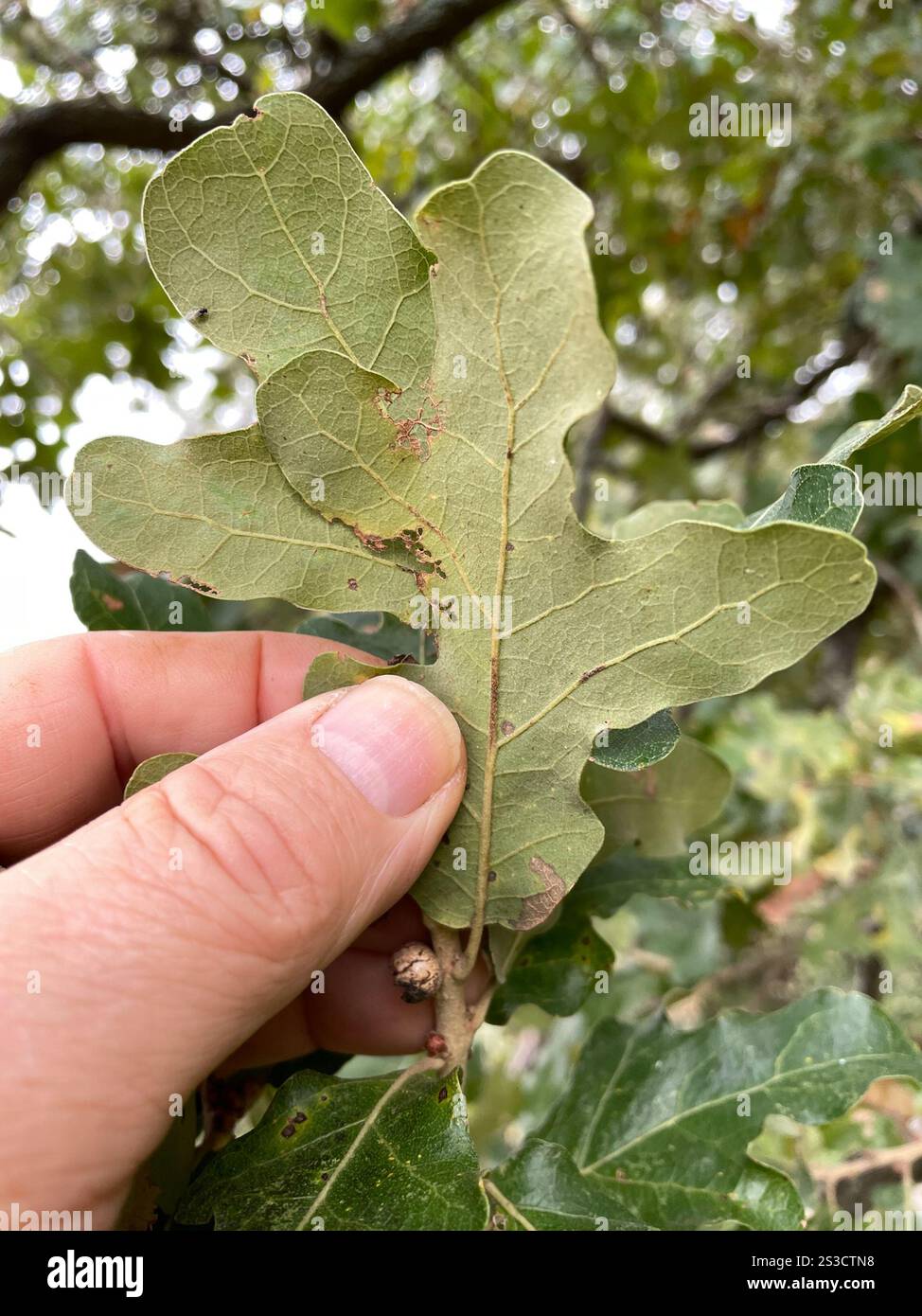 post oak (Quercus stellata Stock Photo - Alamy