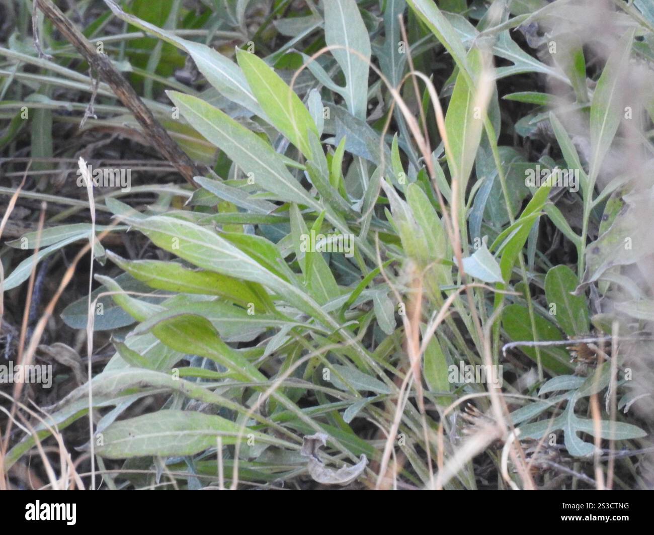 Perennial Wall-rocket (Diplotaxis tenuifolia Stock Photo - Alamy