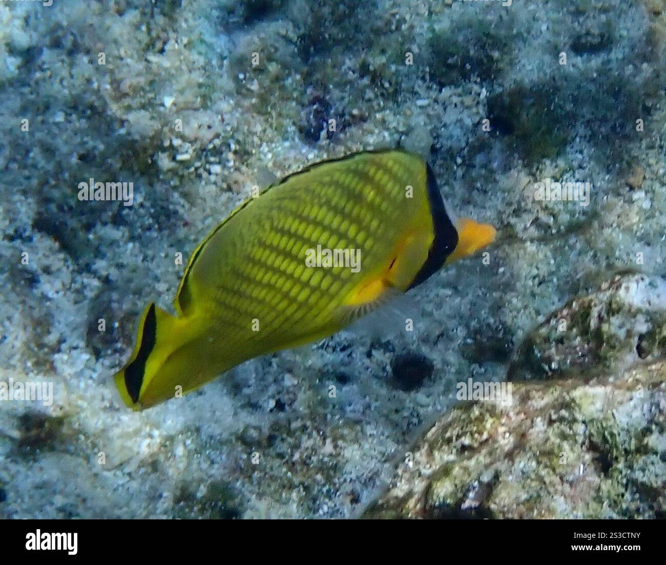 Lattice Butterflyfish (Chaetodon rafflesii Stock Photo - Alamy