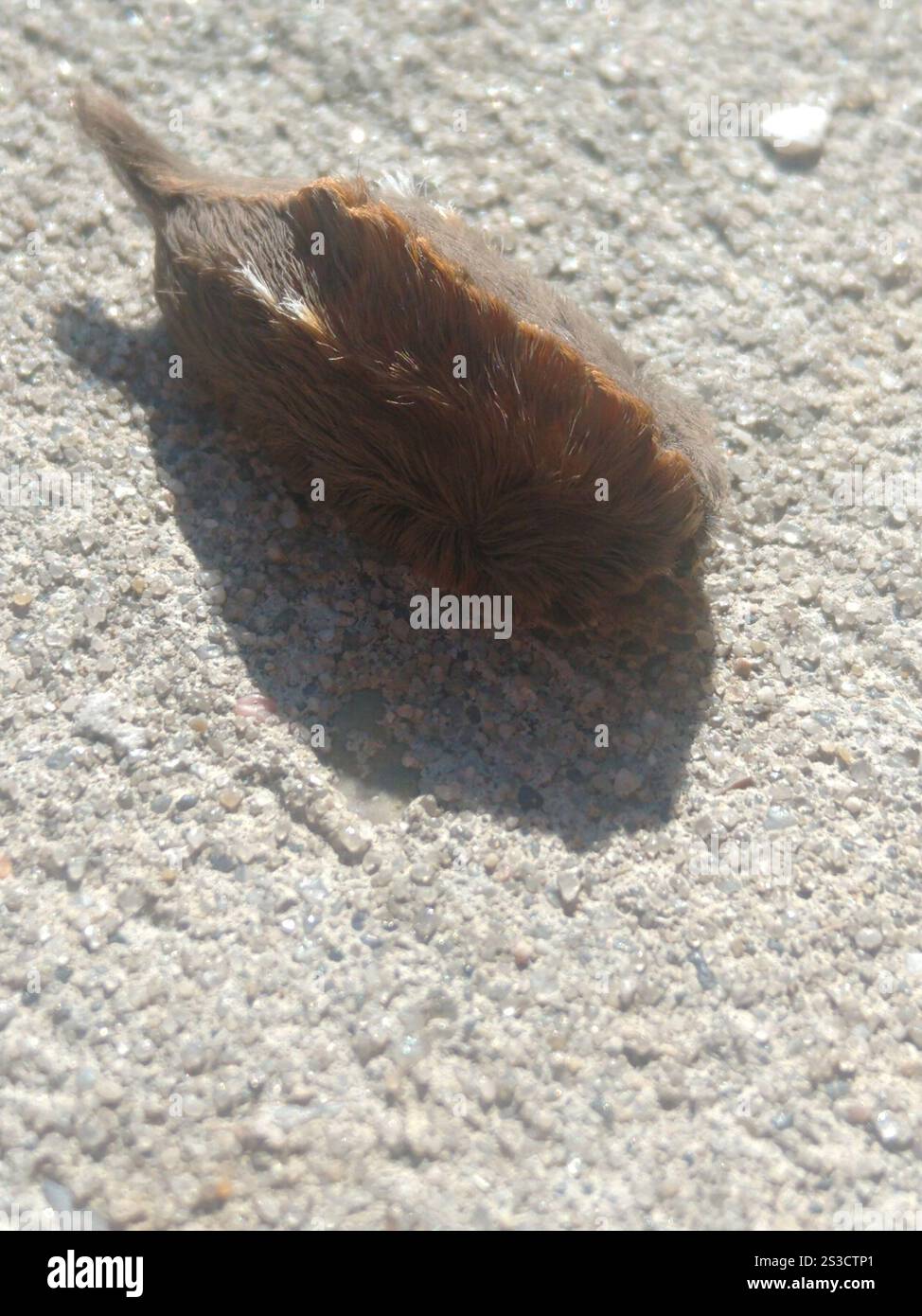 Southern Flannel Moth (Megalopyge opercularis Stock Photo - Alamy