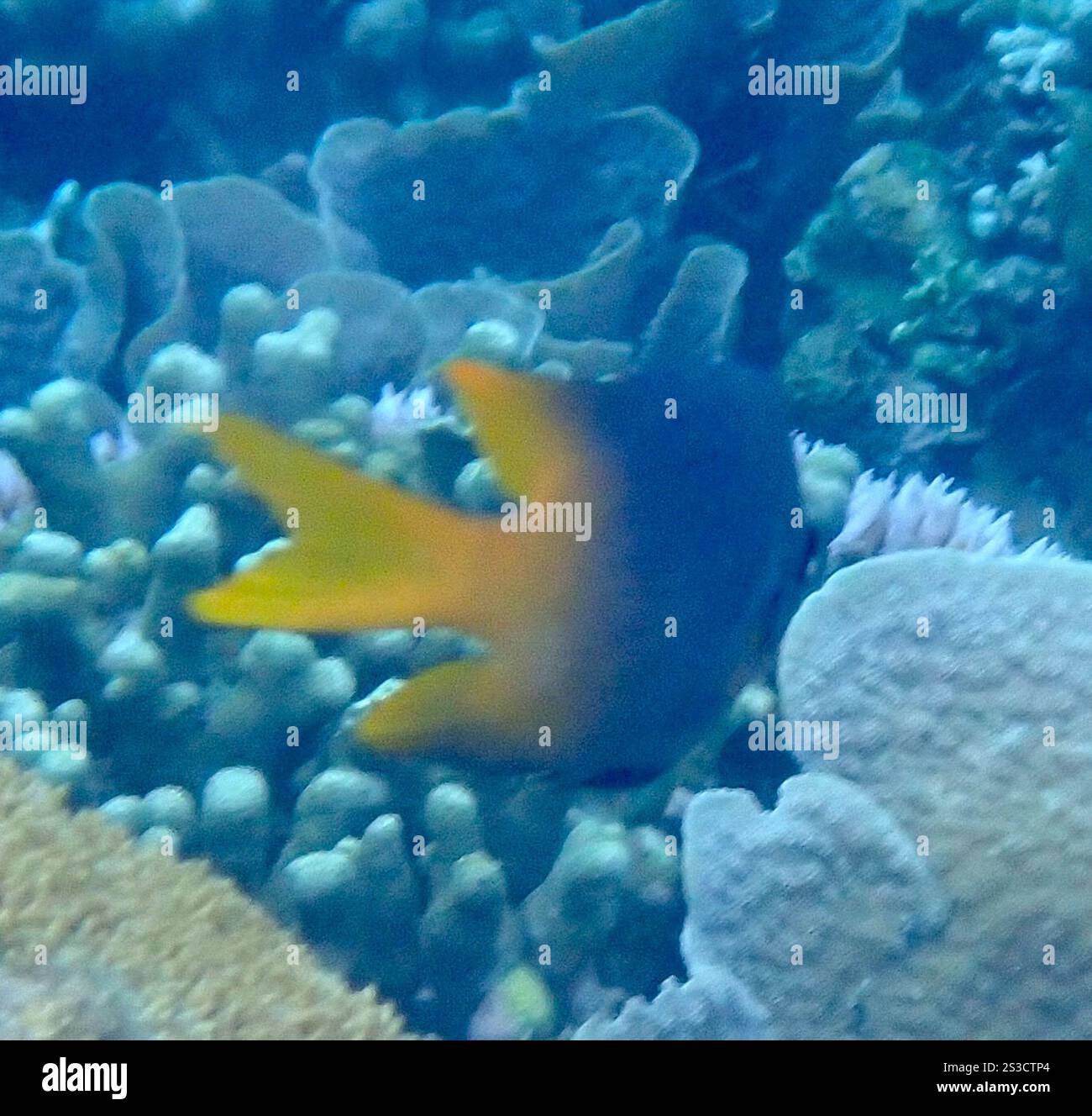 Indo-Pacific Yellowtail Damsel (Neoglyphidodon nigroris Stock Photo - Alamy