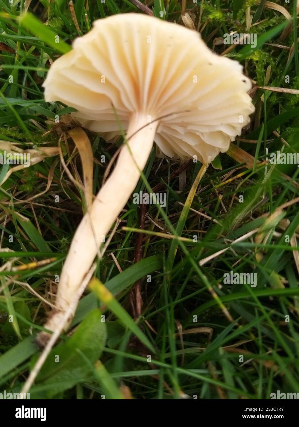 Meadow Waxcap (Cuphophyllus pratensis Stock Photo - Alamy