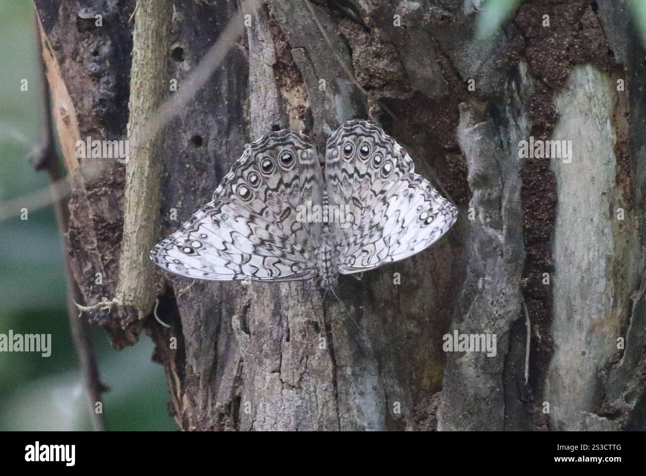 Caribbean Cracker (Hamadryas februa ferox Stock Photo - Alamy