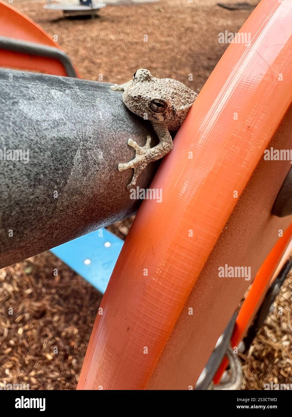 Cope's Gray Treefrog (Hyla chrysoscelis Stock Photo - Alamy