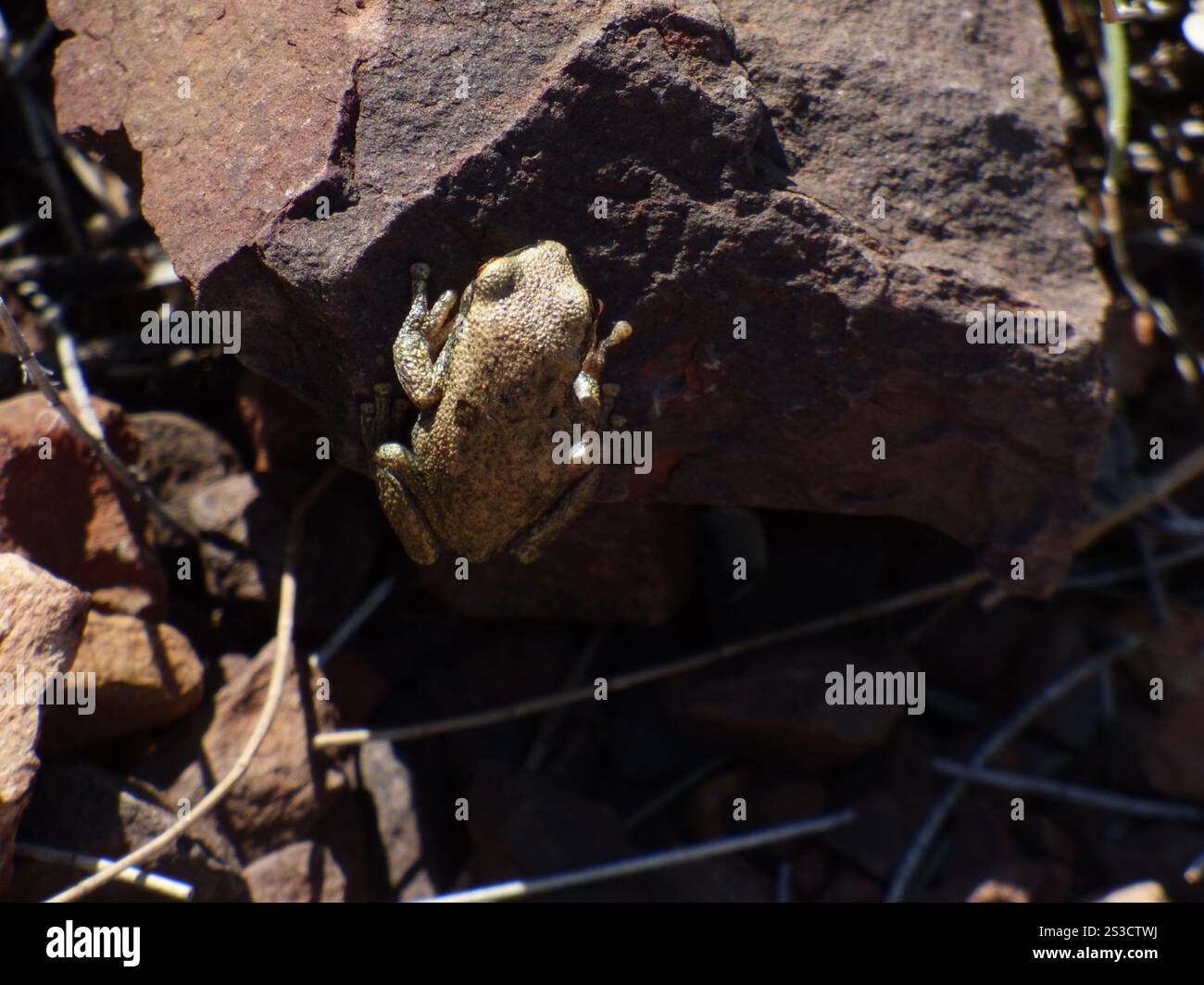 Desert Tree Frog (Litoria rubella Stock Photo - Alamy