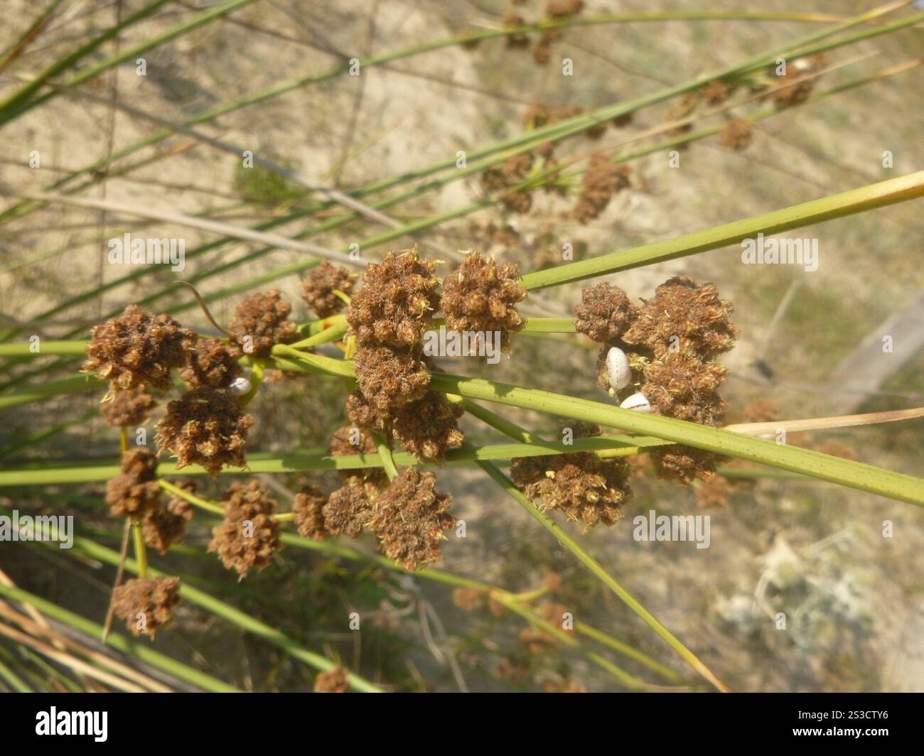 Round-headed Clubrush (Scirpoides holoschoenus Stock Photo - Alamy