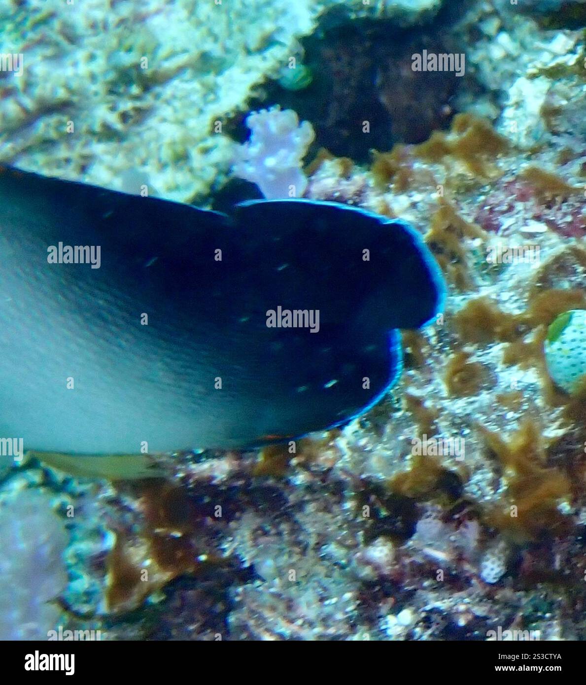 Pearlscale Angelfish (Centropyge vrolikii Stock Photo - Alamy