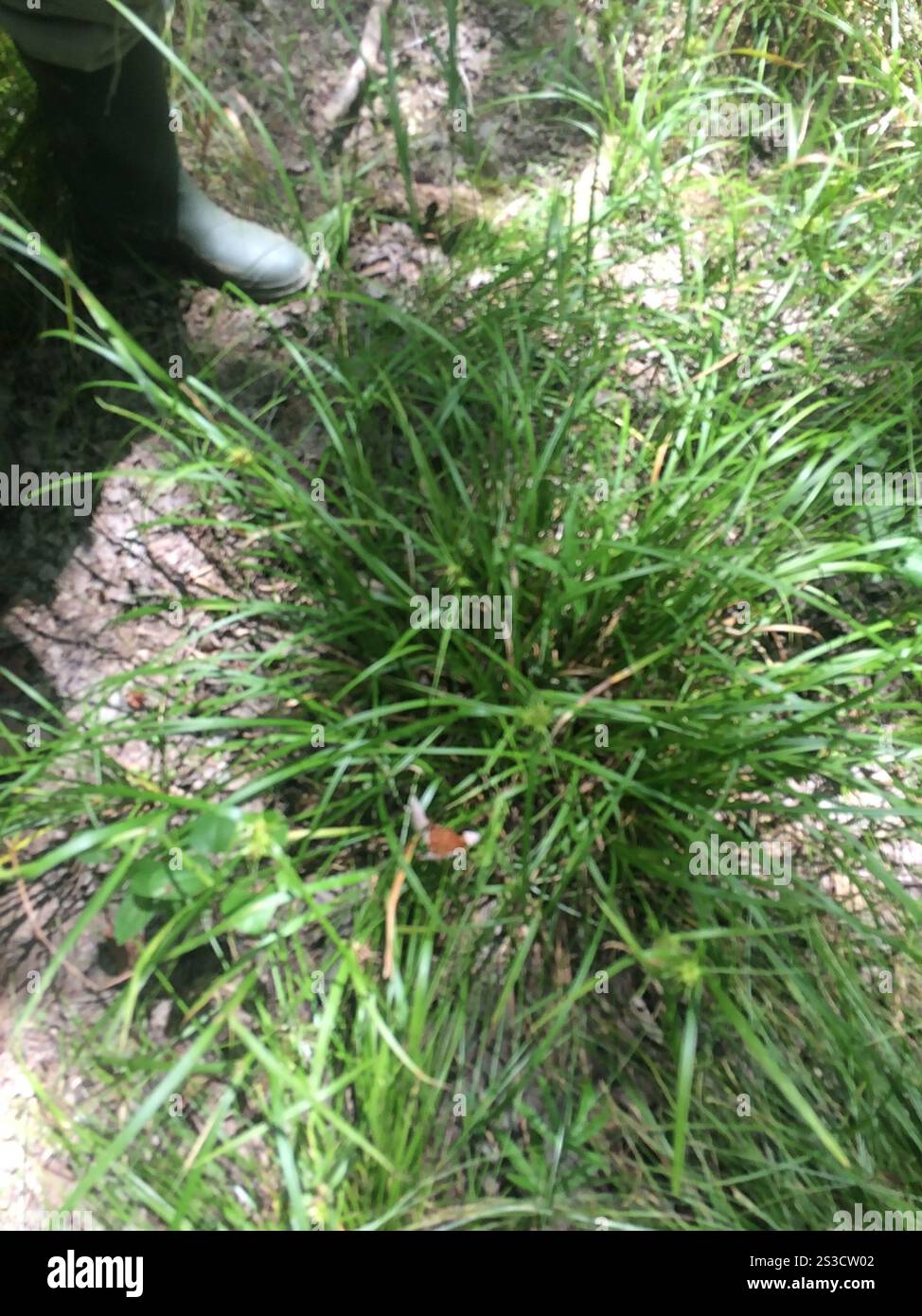 bladder sedge (Carex intumescens Stock Photo - Alamy