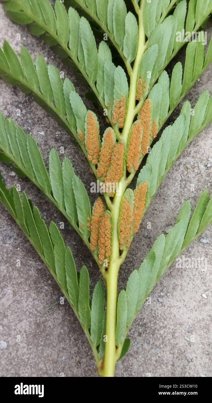 king fern (Todea barbara Stock Photo - Alamy