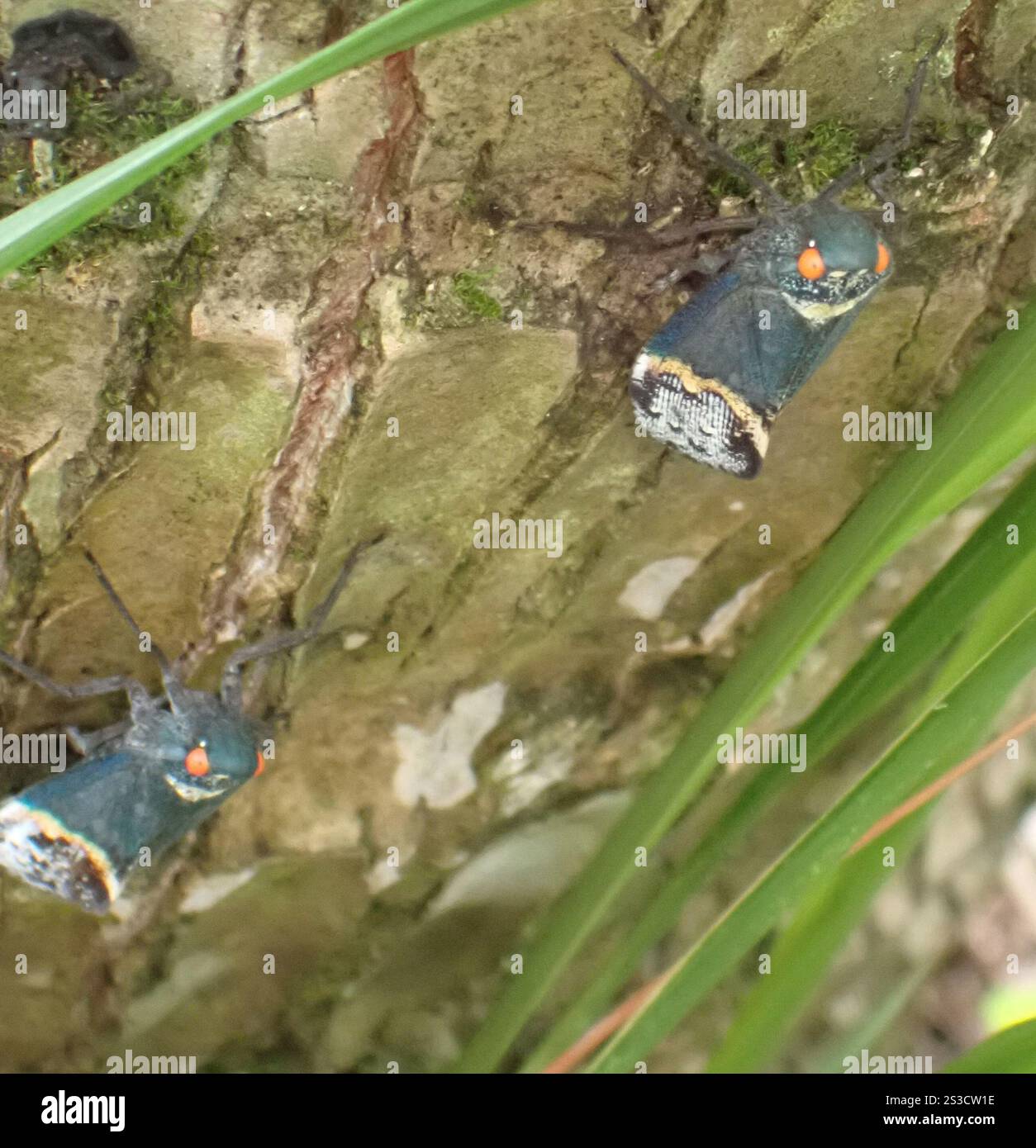 Penthicodes hi-res stock photography and images - Alamy
