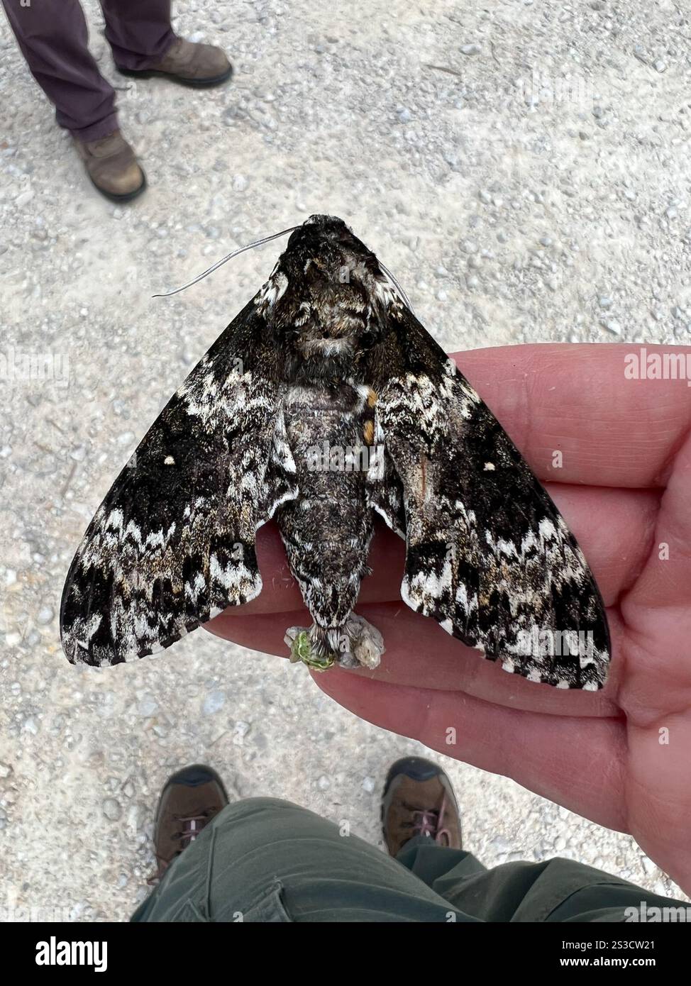 Rustic Sphinx (Manduca rustica Stock Photo - Alamy
